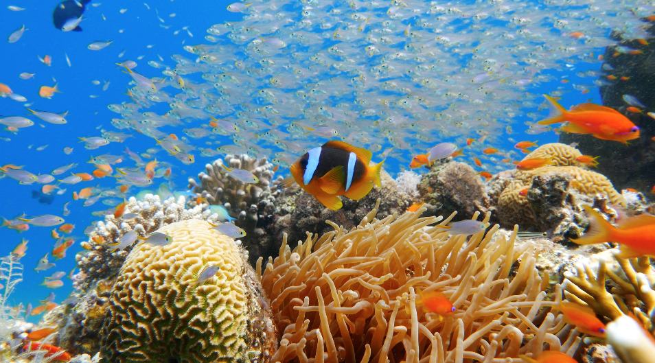 Unlocking marine biotechnology | BIOFACTION Unlocking marine biotechnology | BIOFACTION